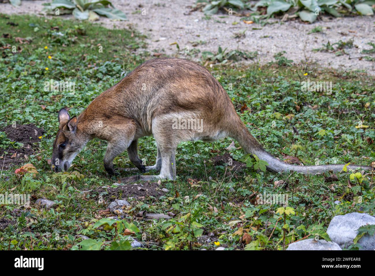 The agile wallaby, Macropus agilis also known as the sandy wallaby is a ...