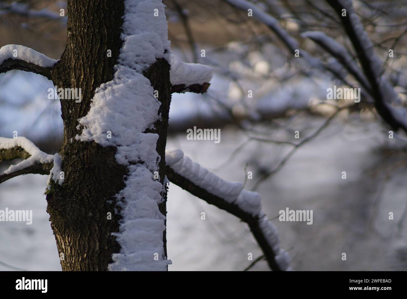 Tree with snow Stock Photo - Alamy
