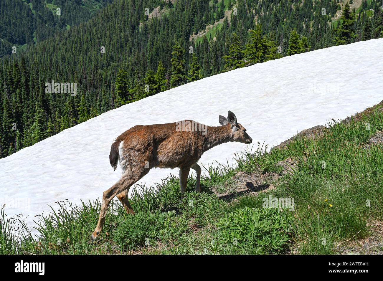A deer avoiding the snow in the Cascade mountain range in Washington ...