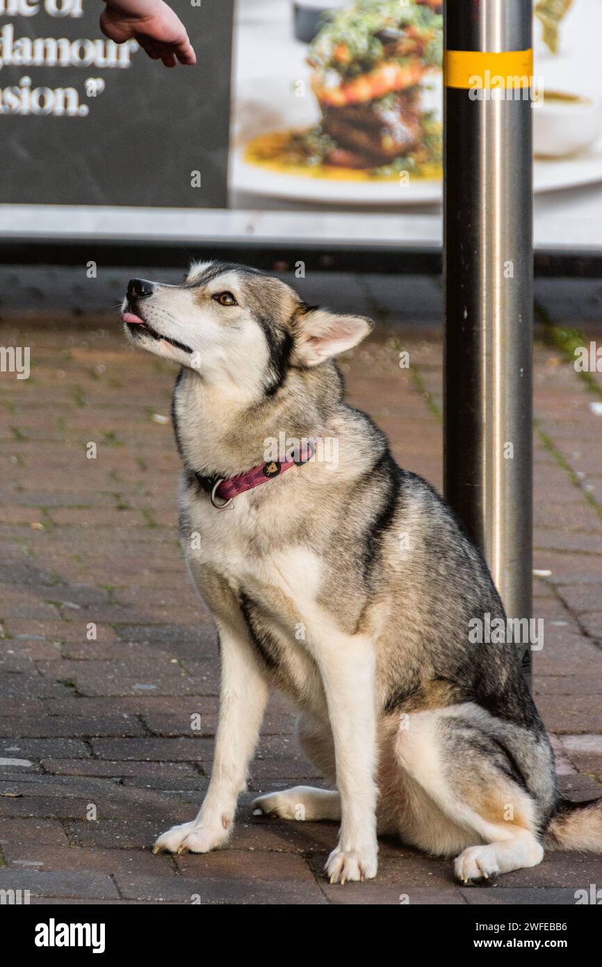 A husky dog and his owner sitting on pavement, open space in background ...
