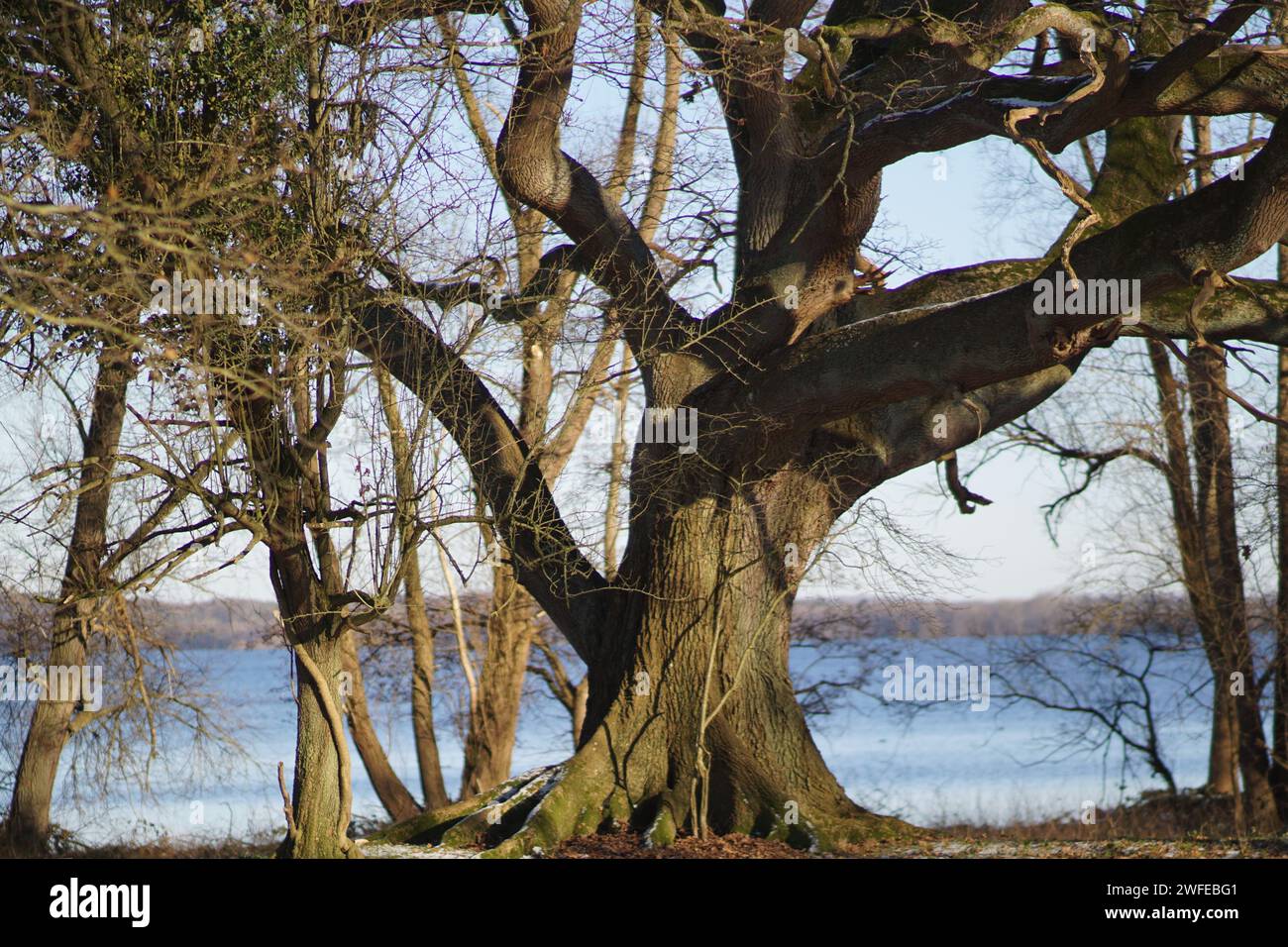 Baum am hi-res stock photography and images - Alamy