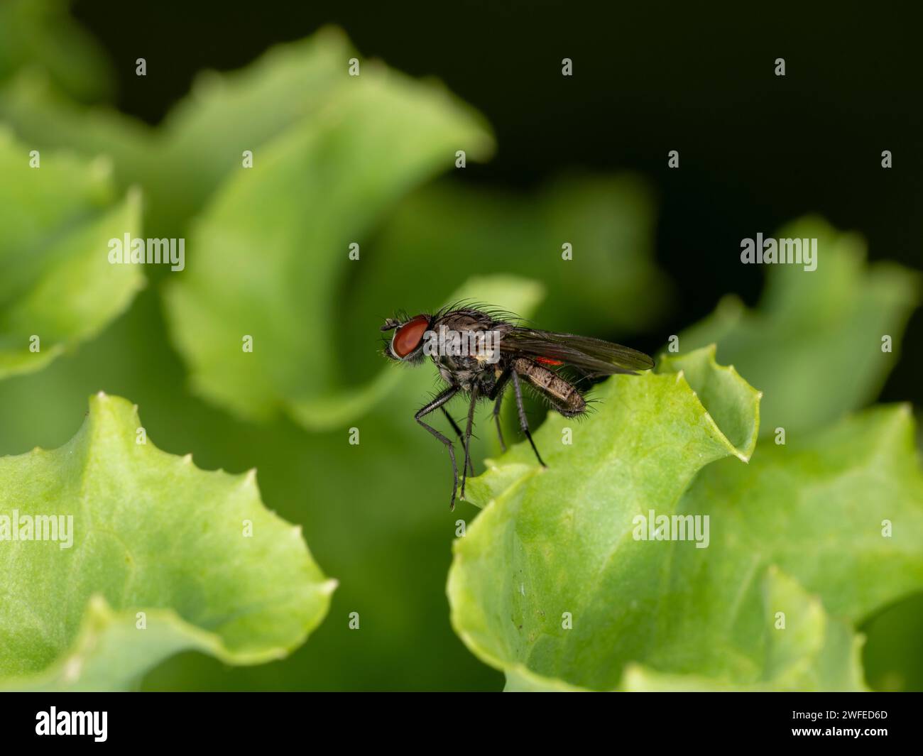 Anthomyiidae hi-res stock photography and images - Alamy
