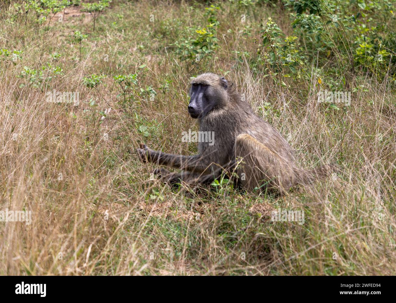 Baboon face hi-res stock photography and images - Alamy