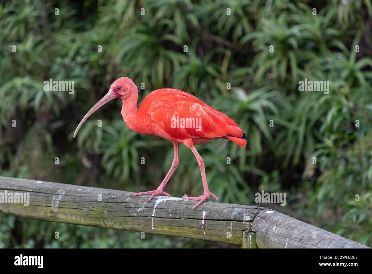 Scarlet Ibis on a wooden beam wish greenery in the background. Also ...