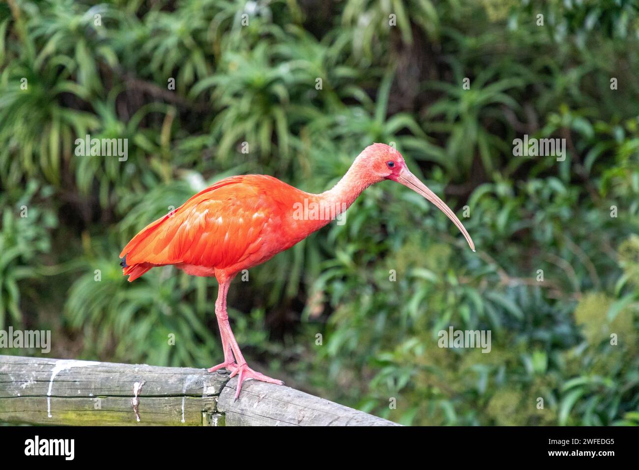 Scarlet Ibis perched on a wooden beam. Also known as Red Ibis ...