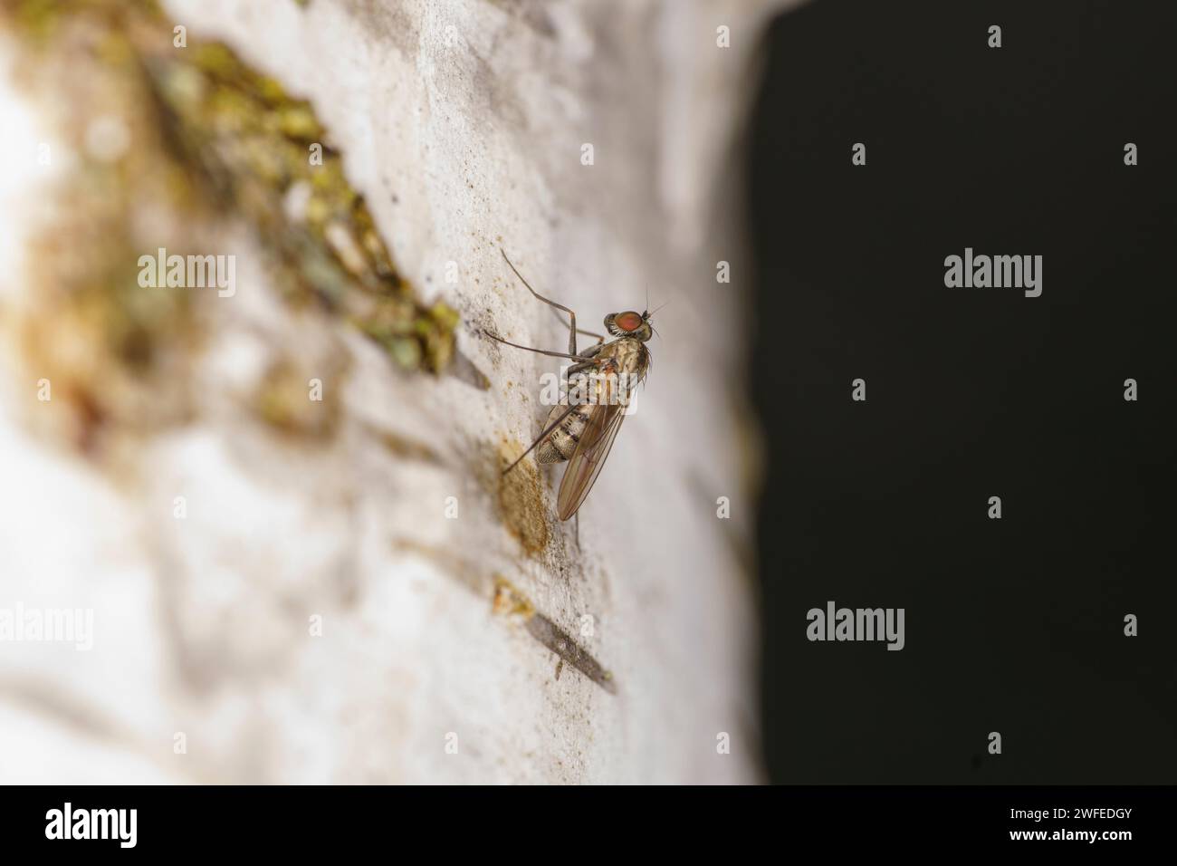 Coenosia agromyzina Family Muscidae Genus Coenosia fly wild nature ...