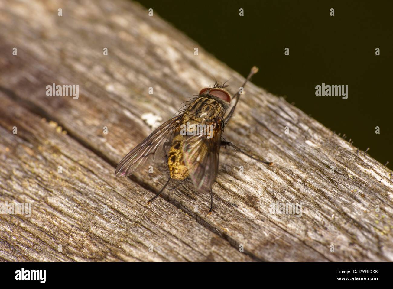 Subfamily phaoniinae hi-res stock photography and images - Alamy