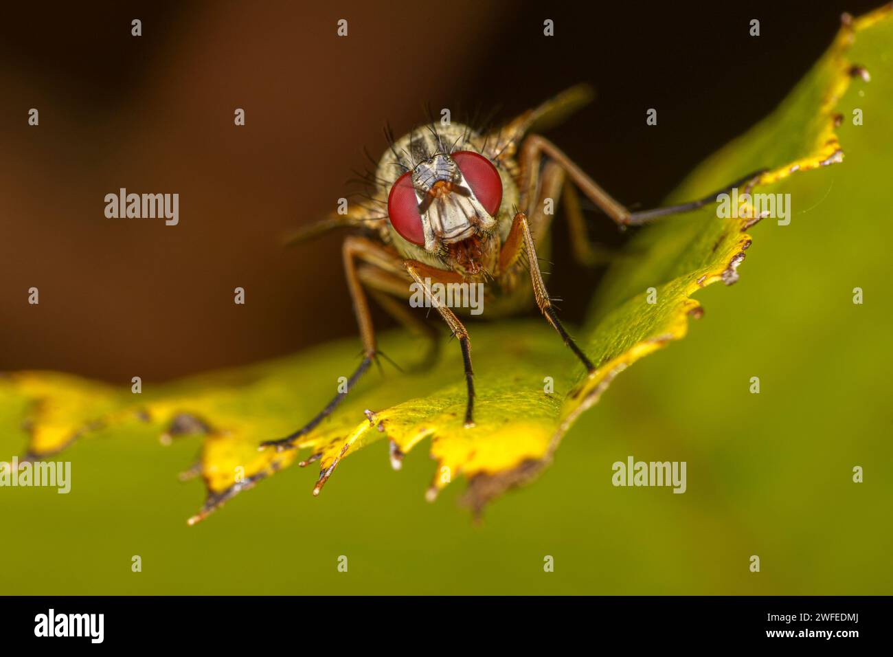 Subfamily phaoniinae hi-res stock photography and images - Alamy
