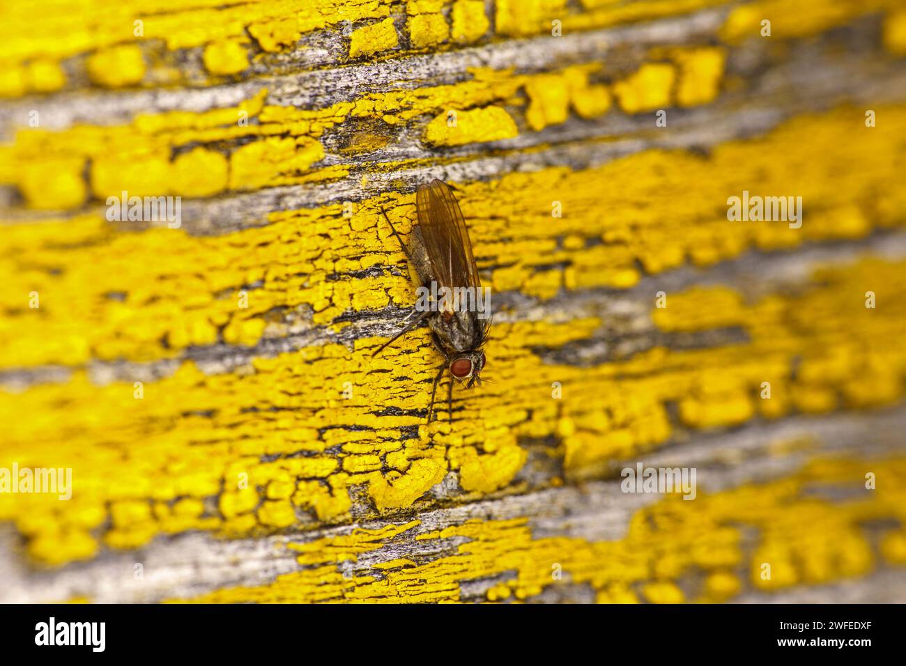 Common house fly Musca domestica Genus Musca Family Muscidae wild ...