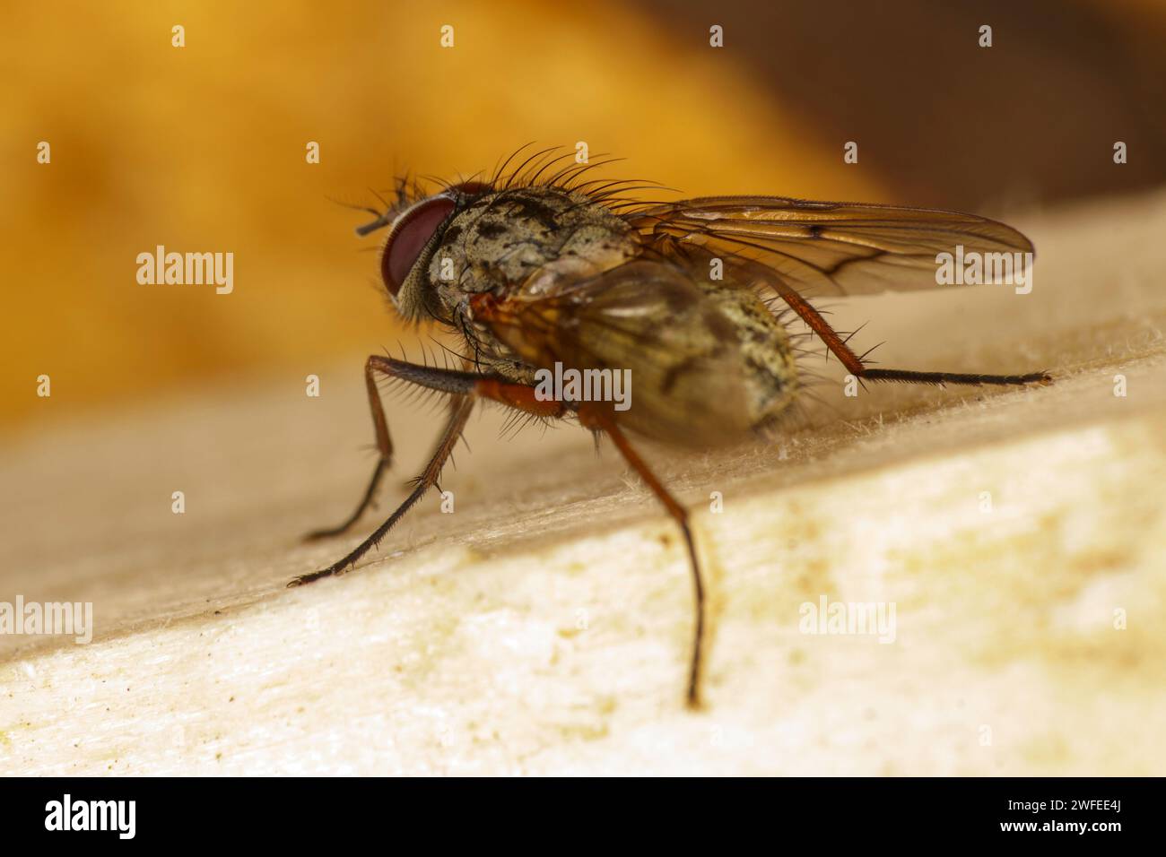 Family Muscidae fly wild nature insect wallpaper, picture, photography Stock Photo - Alamy
