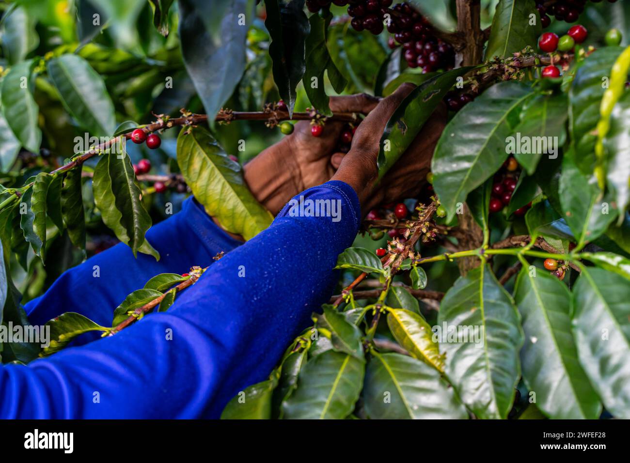 Close up view of the premium red Coffee beans harvest in Costa Rica by ...