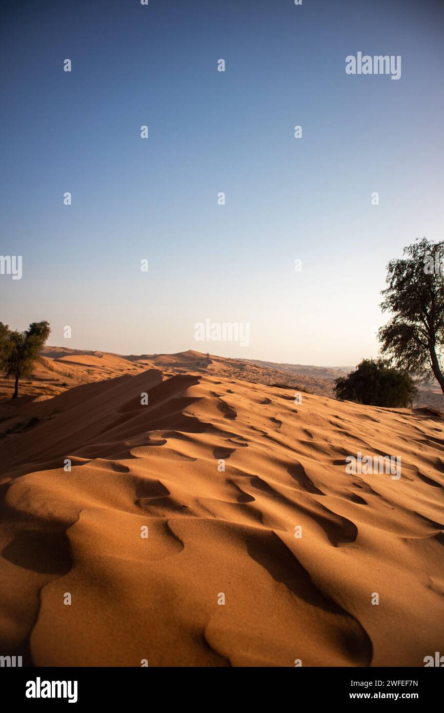 A serene landscape with sandy dunes and trees in the UAE Stock Photo ...