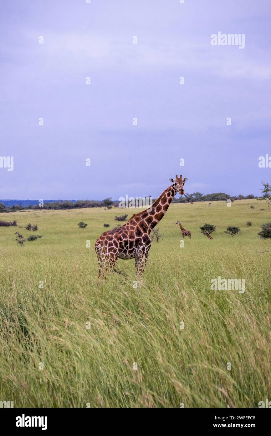 A vertical shot of a giraffe in a vast open field in Murchison Falls ...