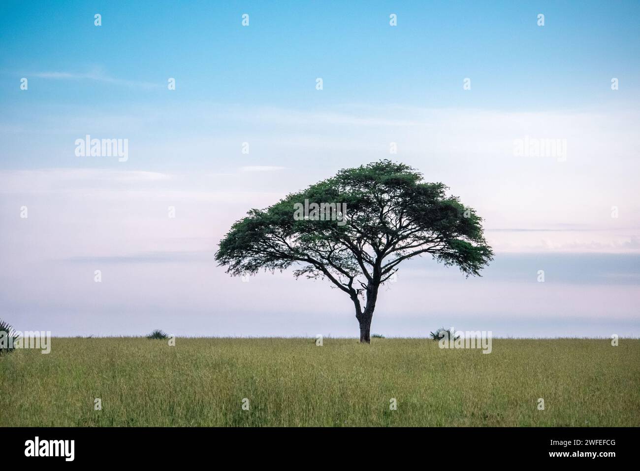 Tree falls in open field hi-res stock photography and images - Alamy
