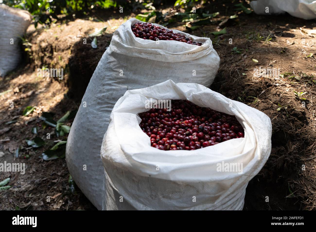 Close up view of the premium red Coffee beans harvest in Costa Rica by ...