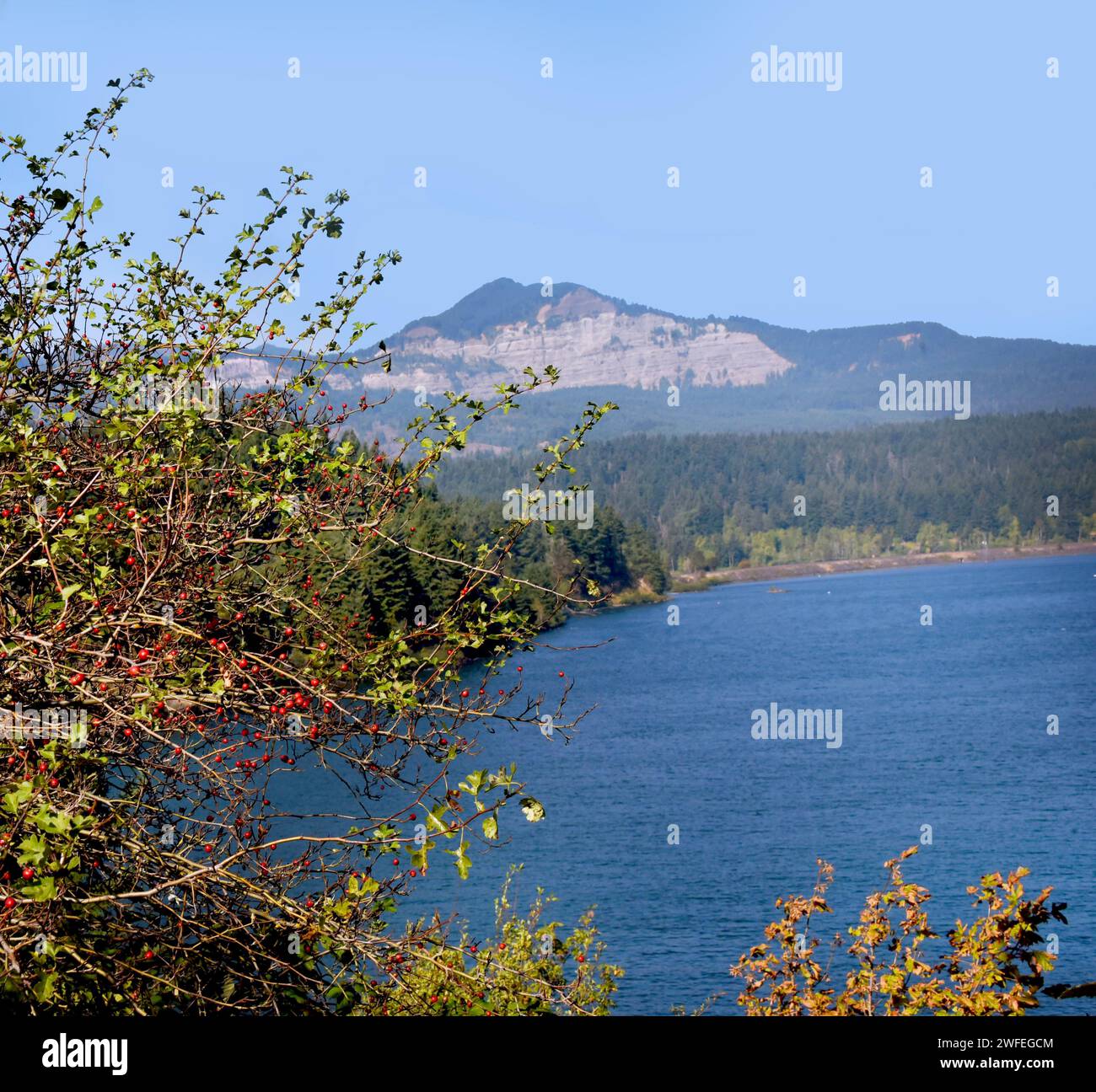 Berries and bush frame view of Table Mountain from the Bridge of the ...