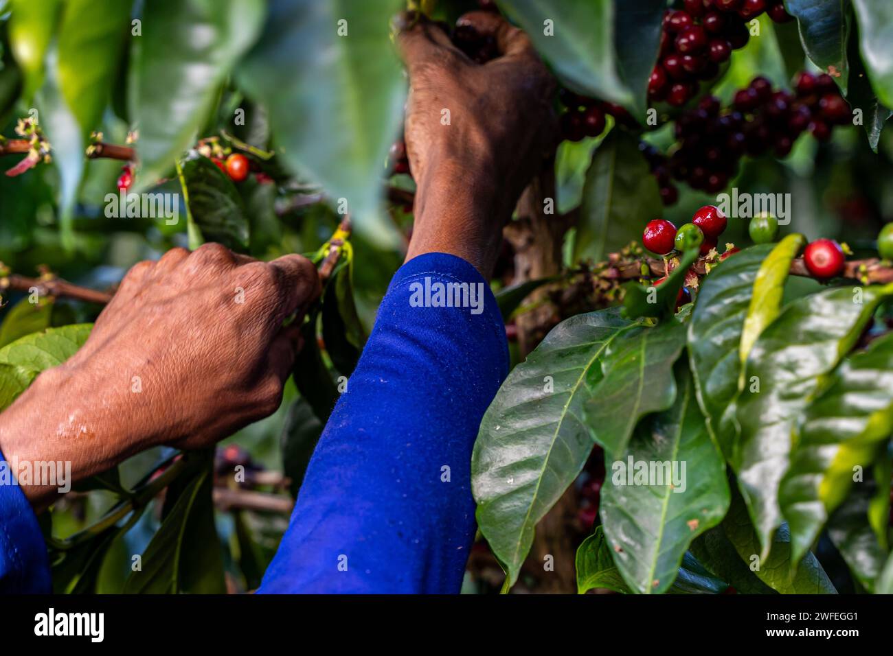 Close up view of the premium red Coffee beans harvest in Costa Rica by ...