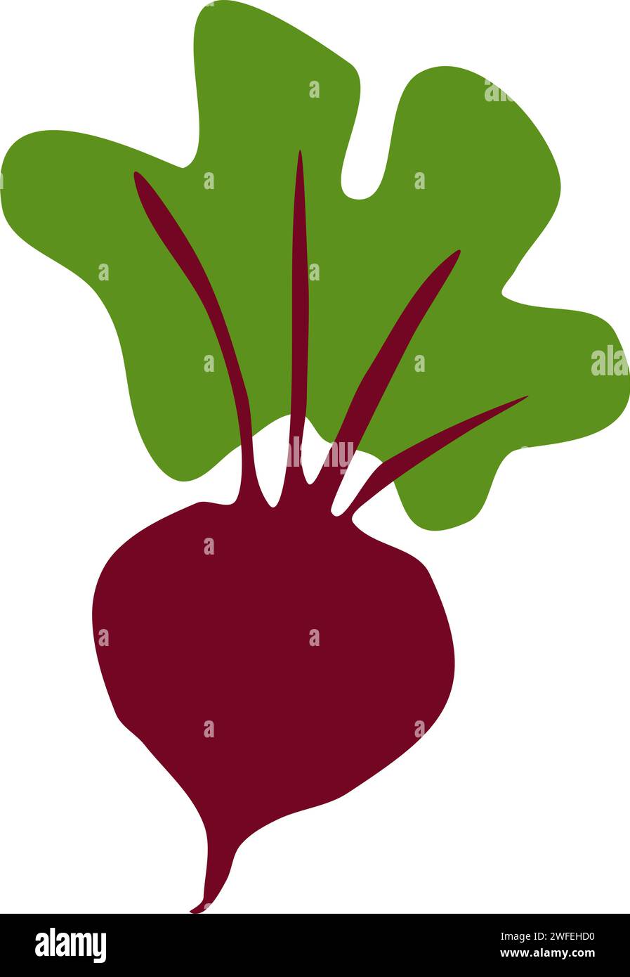 Beetroot Vector Illustration Stock Vector Image & Art - Alamy