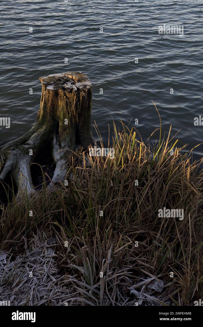 Tree stump by the lakeshore seen up close Stock Photo - Alamy