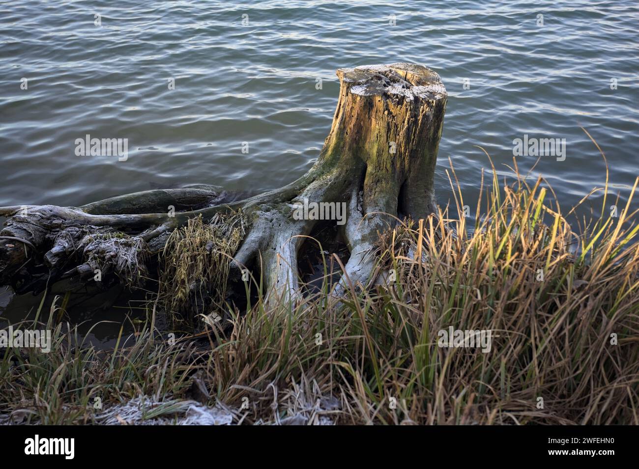 Tree stump by the lakeshore seen up close Stock Photo - Alamy