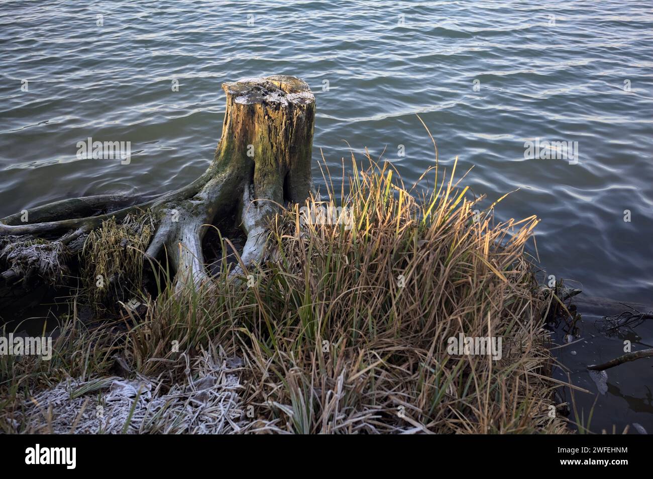 Tree stump by the lakeshore seen up close Stock Photo - Alamy
