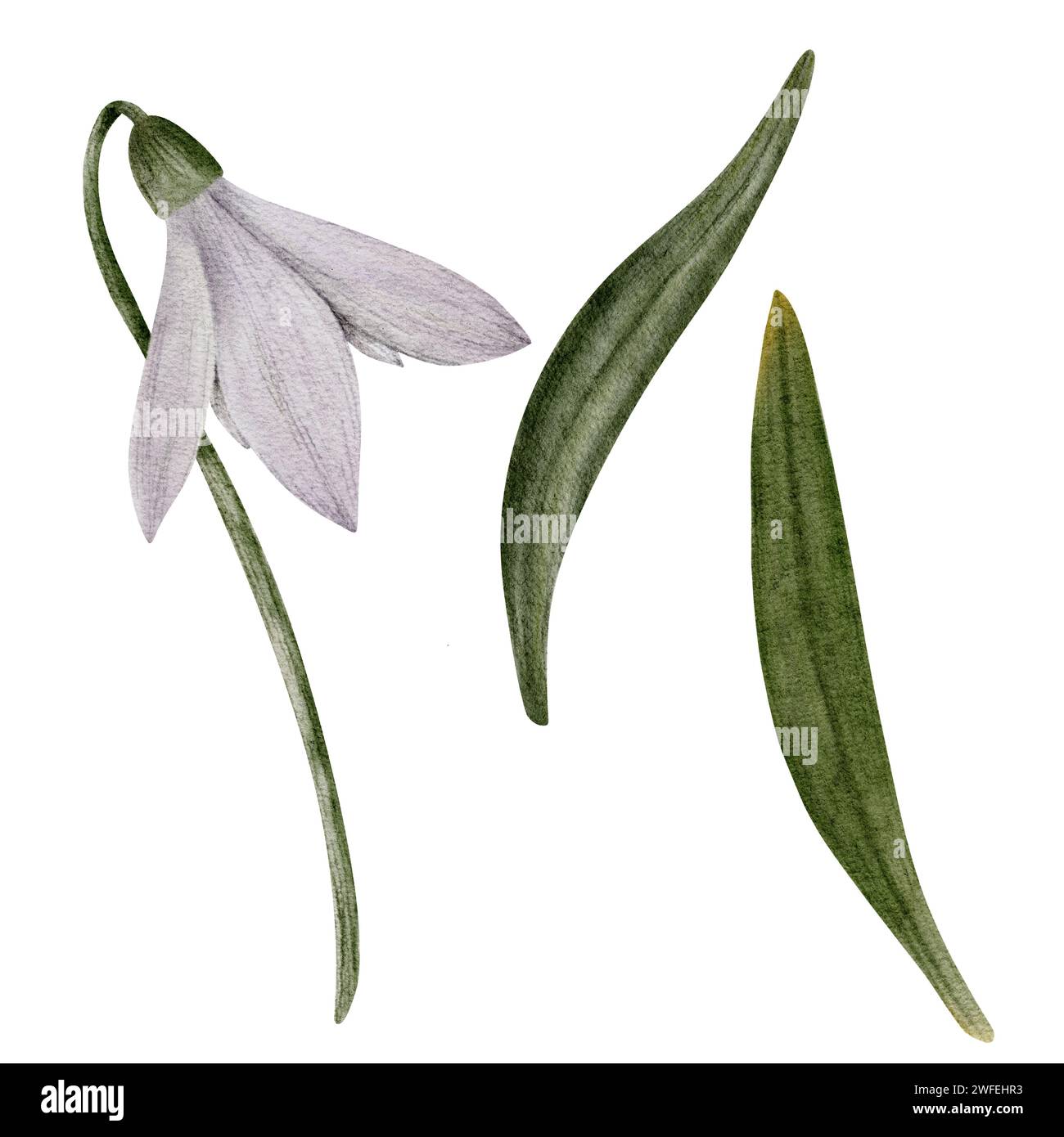 Snowdrop watercolor hand drawn flower and green leaves. Collection of ...