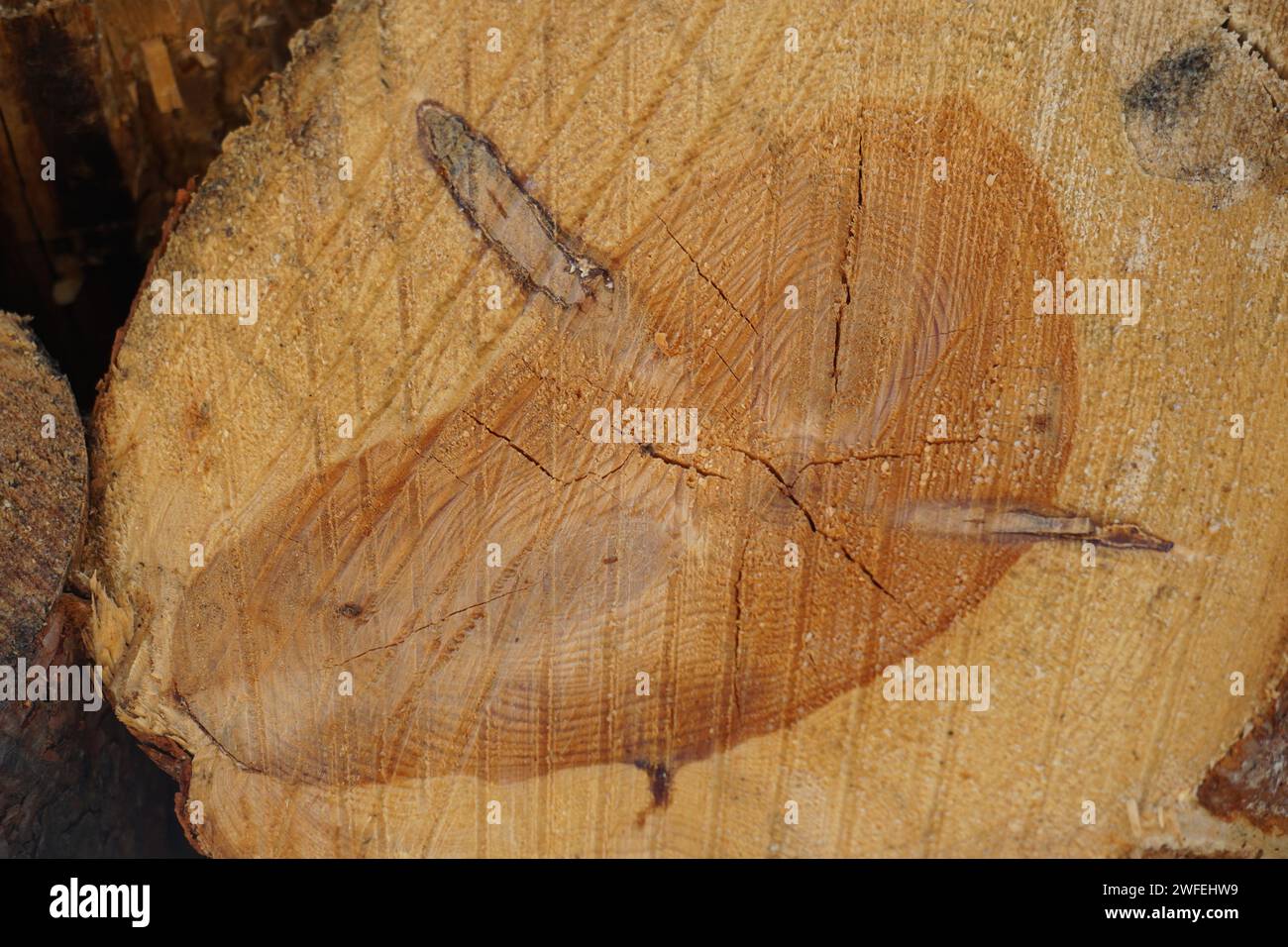 Animal head cut hi-res stock photography and images - Alamy