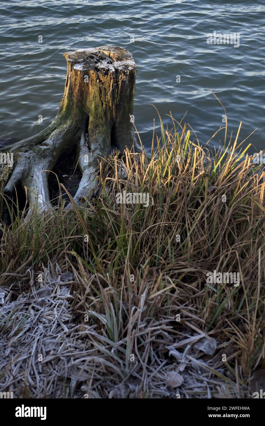 Tree stump by the lakeshore seen up close Stock Photo - Alamy