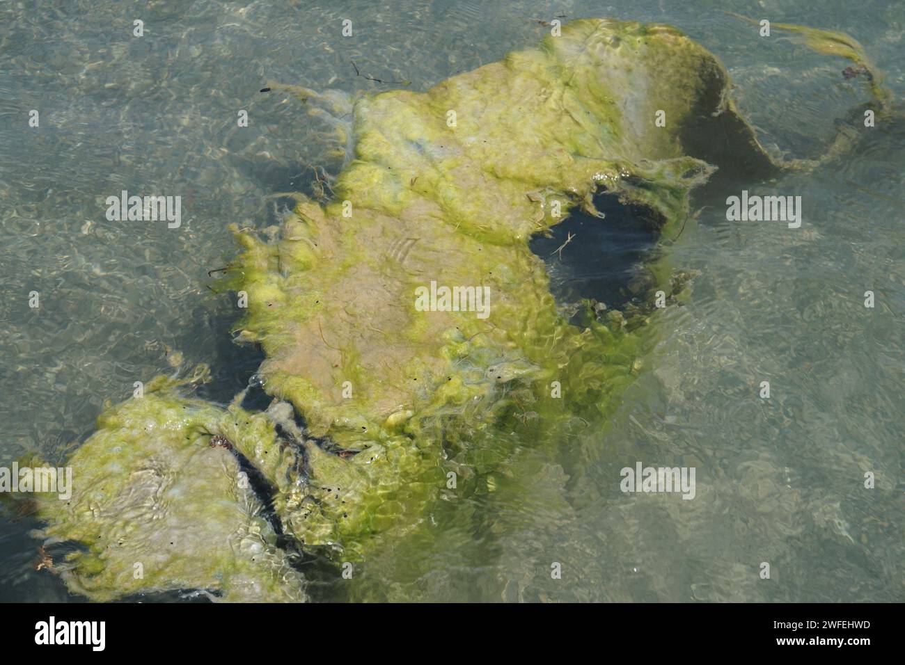 funky texture of algae and water in serre ponçon lake, alps, france ...