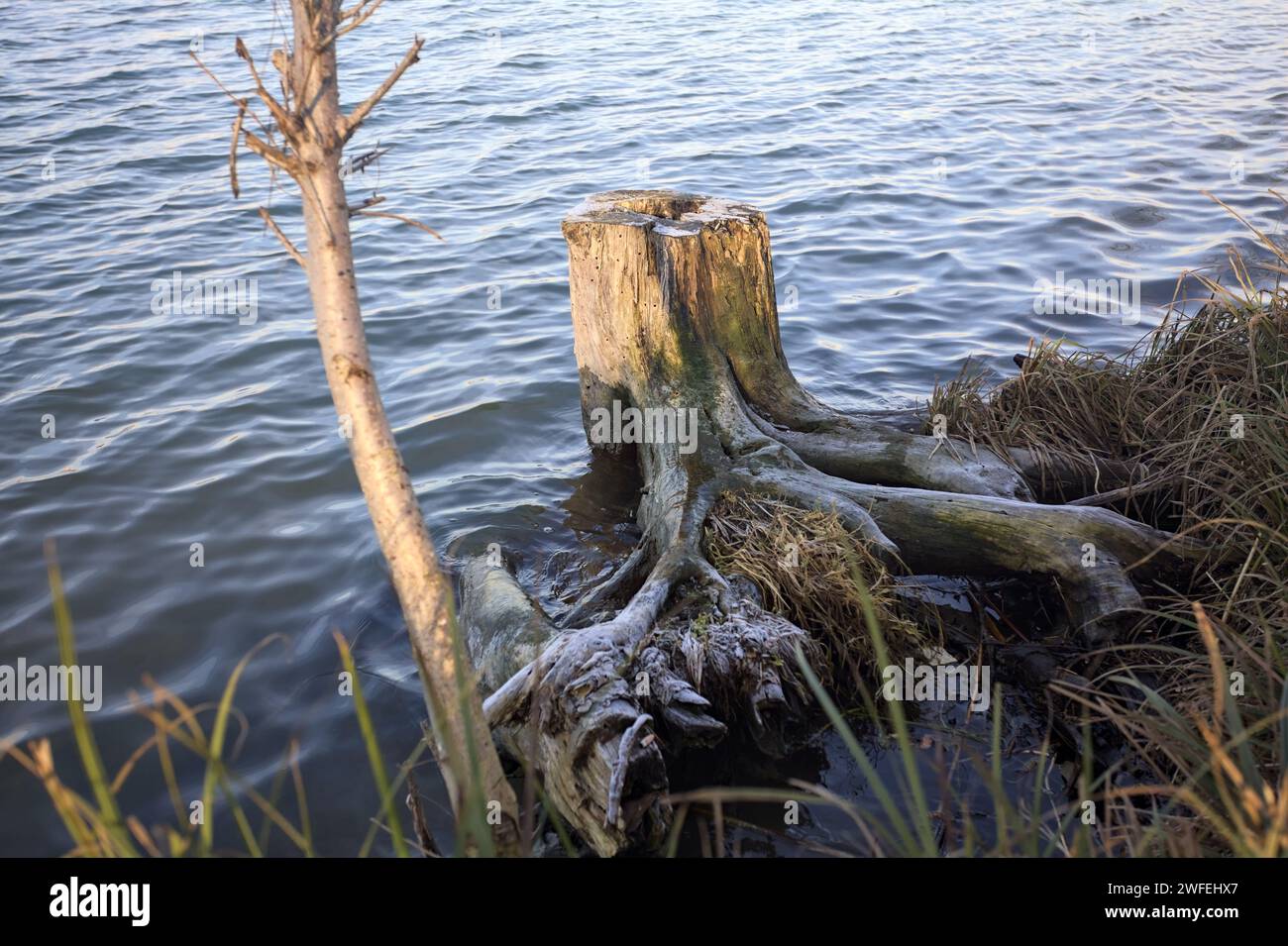 Tree stump by the lakeshore seen up close Stock Photo - Alamy