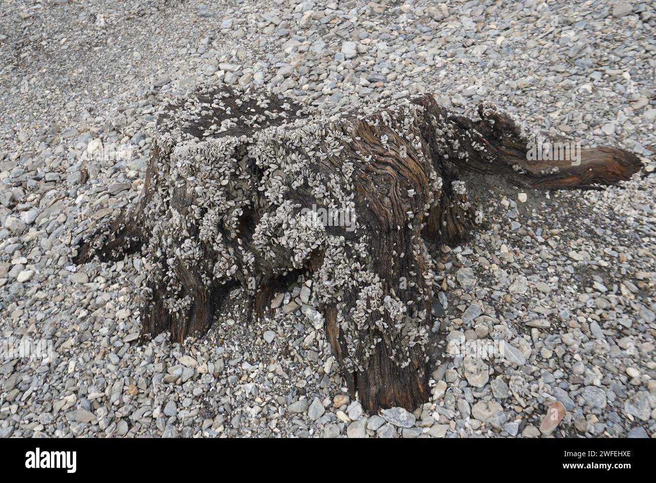 funky texture of wood stump covered with tiny shells on beach in serre ...