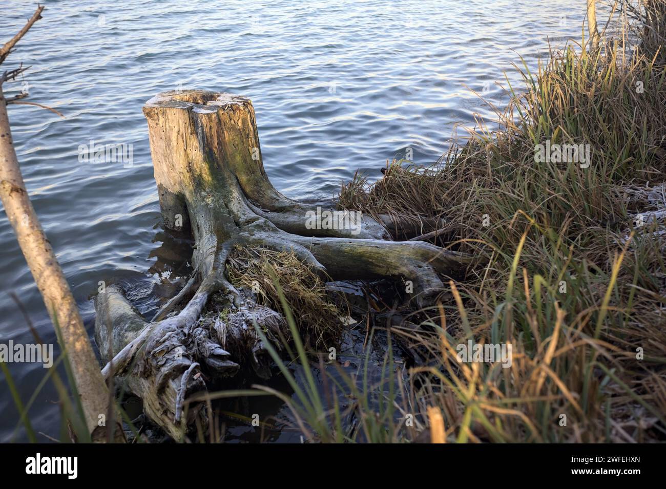 Tree stump by the lakeshore seen up close Stock Photo - Alamy
