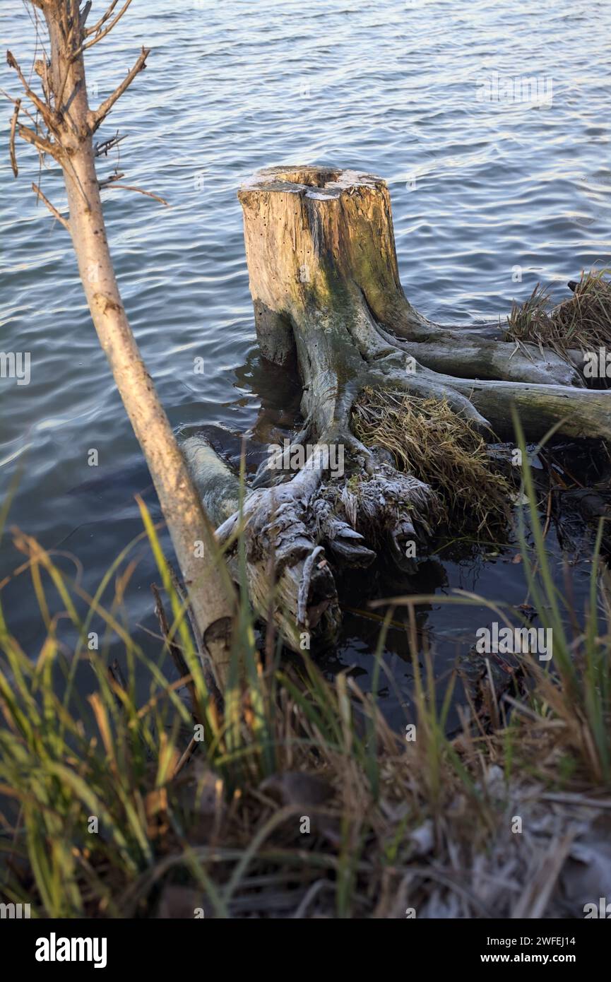 Tree stump by the lakeshore seen up close Stock Photo - Alamy