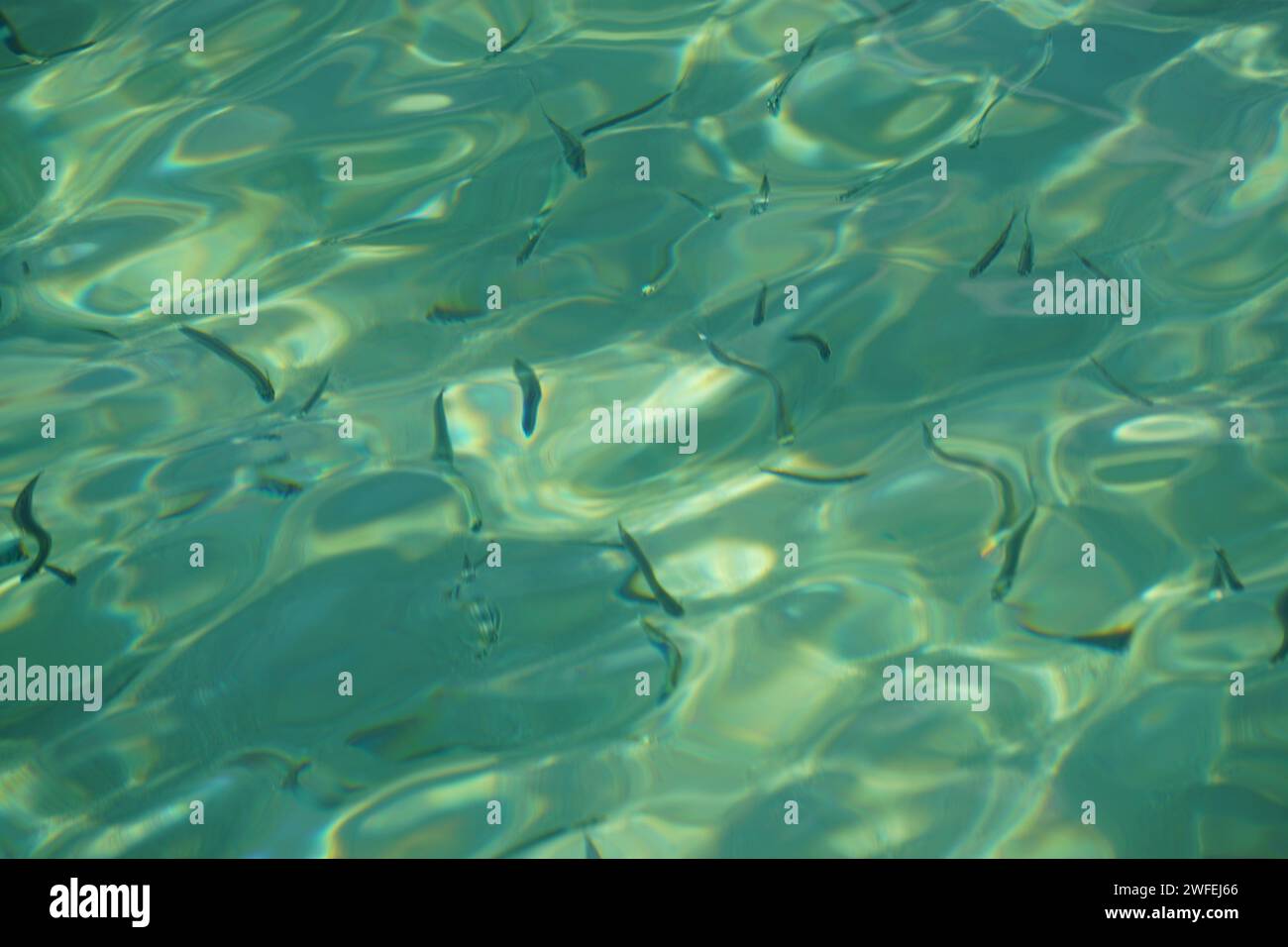 funky texture of small fishes and clear water in the Mediterranean in ...