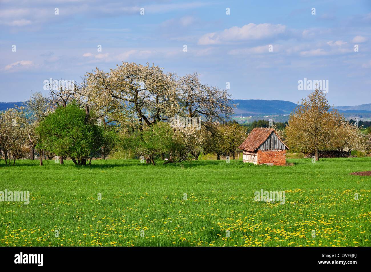 Rural spring landscape with blossoming cherry trees next to tools in ...