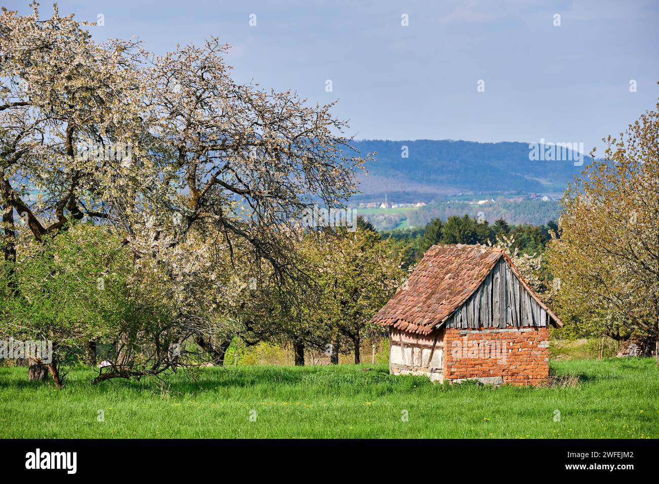 Rural spring landscape with blossoming cherry trees next to tools in ...