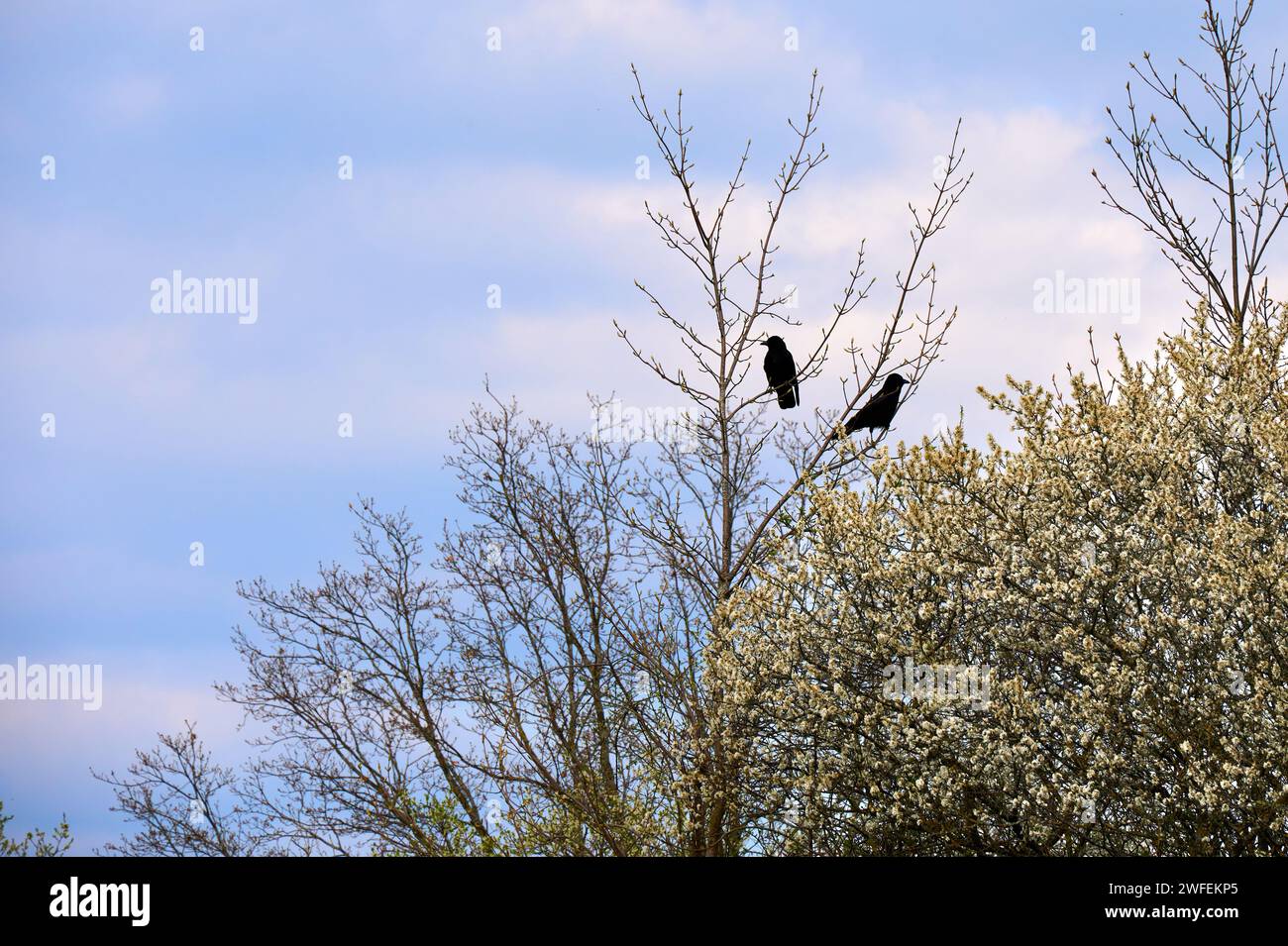 Two black crows sitting in the branches of a bushAusruhen Stock Photo ...