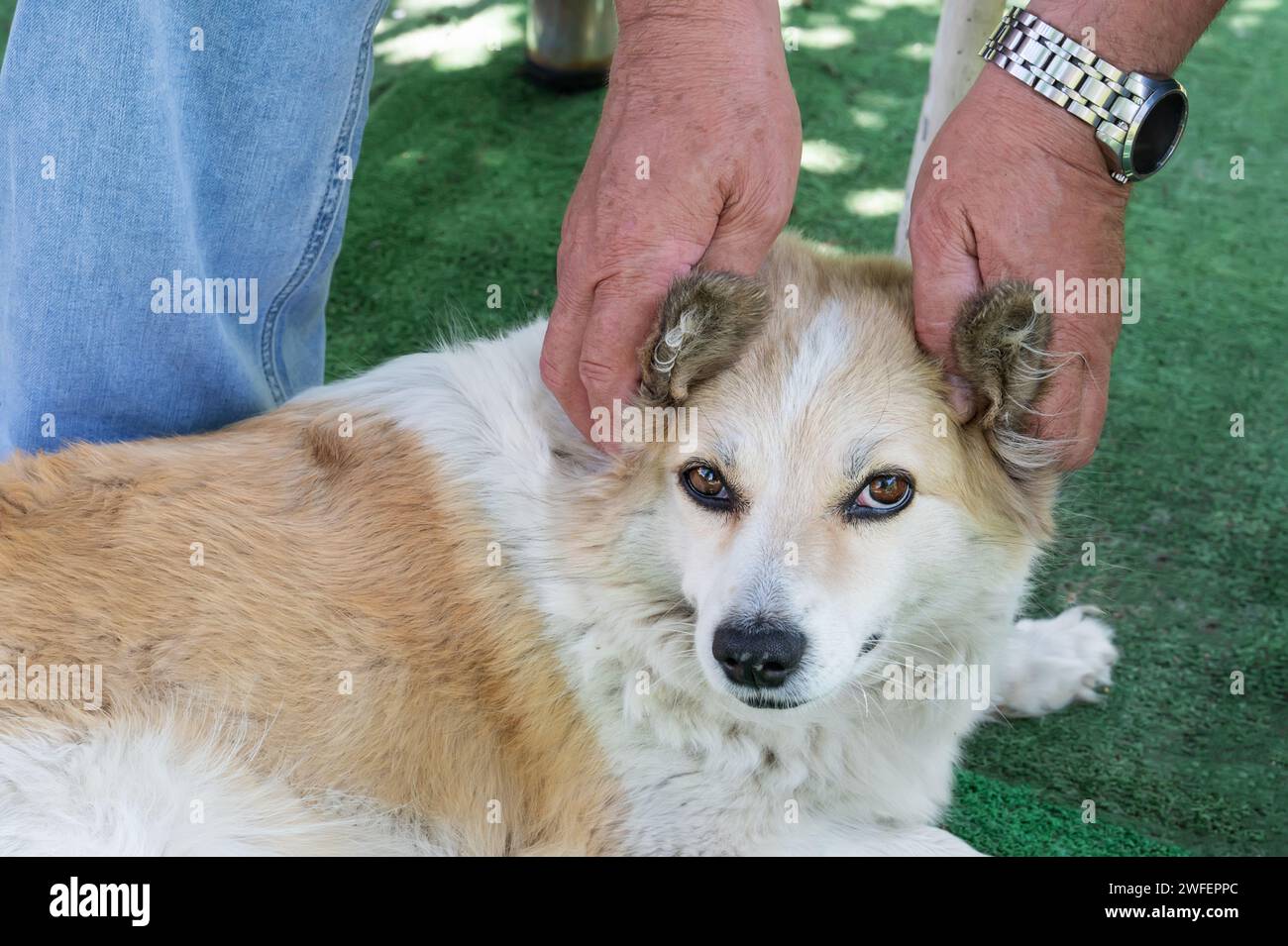 Red mongrel dog. Homeless animal. A furry pet. A guardian of the house ...