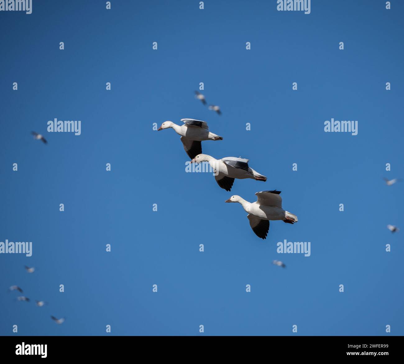 Snow goose (Anser caerulescens) fly overhead against a blue sky ...