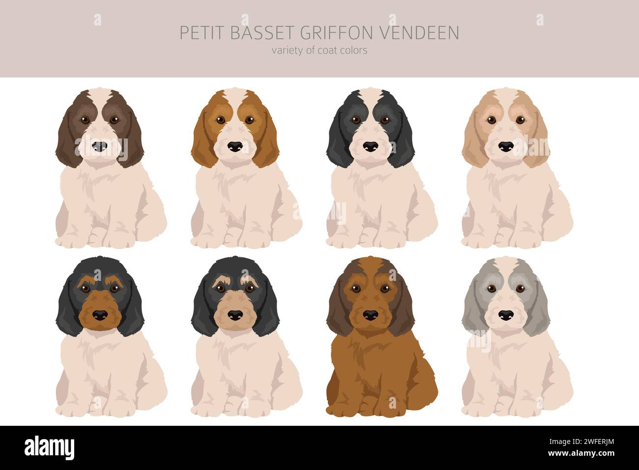 Petit Basset Griffon Vendeen puppy clipart. Different poses, coat ...