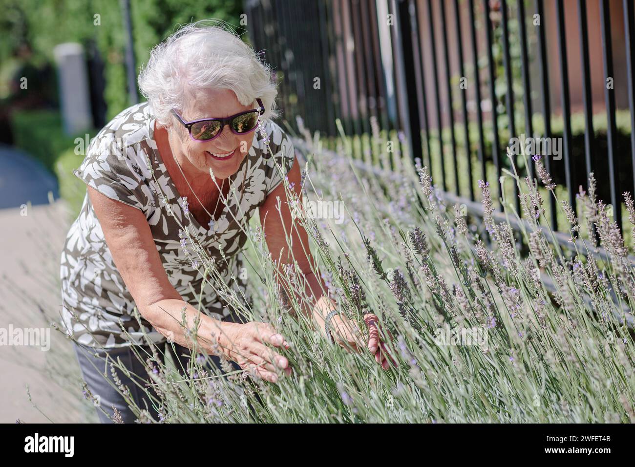 Woman smelling lavender garden hi-res stock photography and images - Alamy