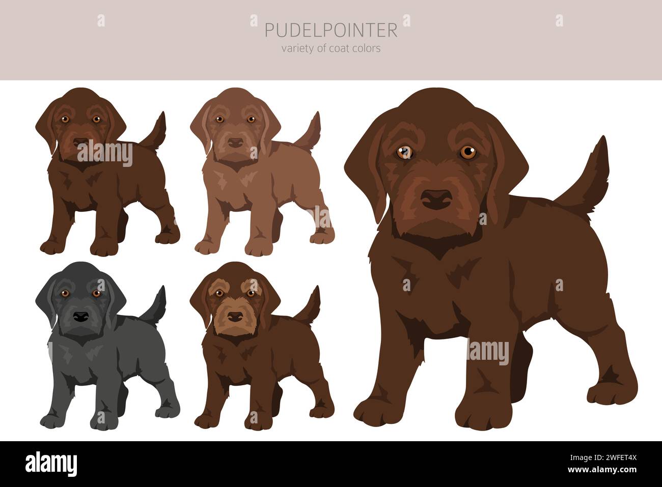 Pudelpointer puppies clipart. Different poses, coat colors set. Vector ...