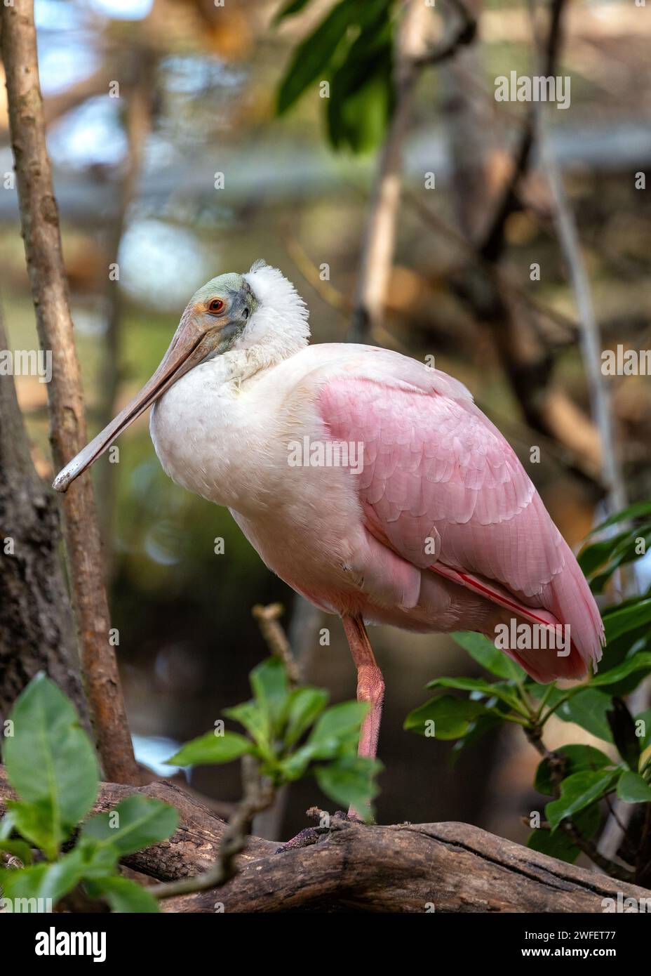 Elegant Roseate Spoonbill, Platalea ajaja, gracing the wetlands of the ...