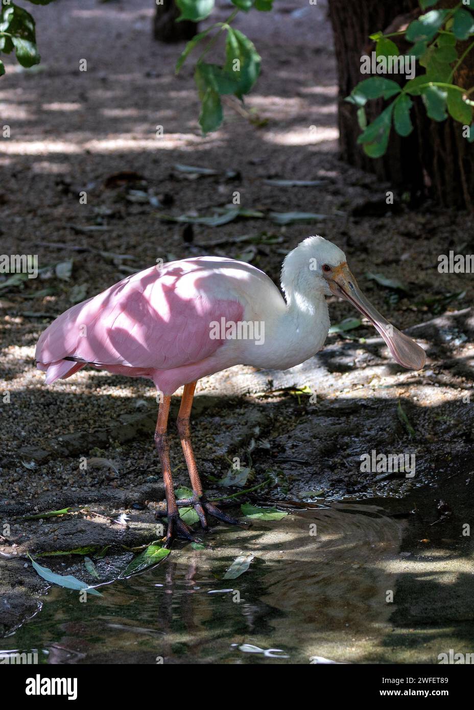 Elegant Roseate Spoonbill, Platalea ajaja, gracing the wetlands of the ...