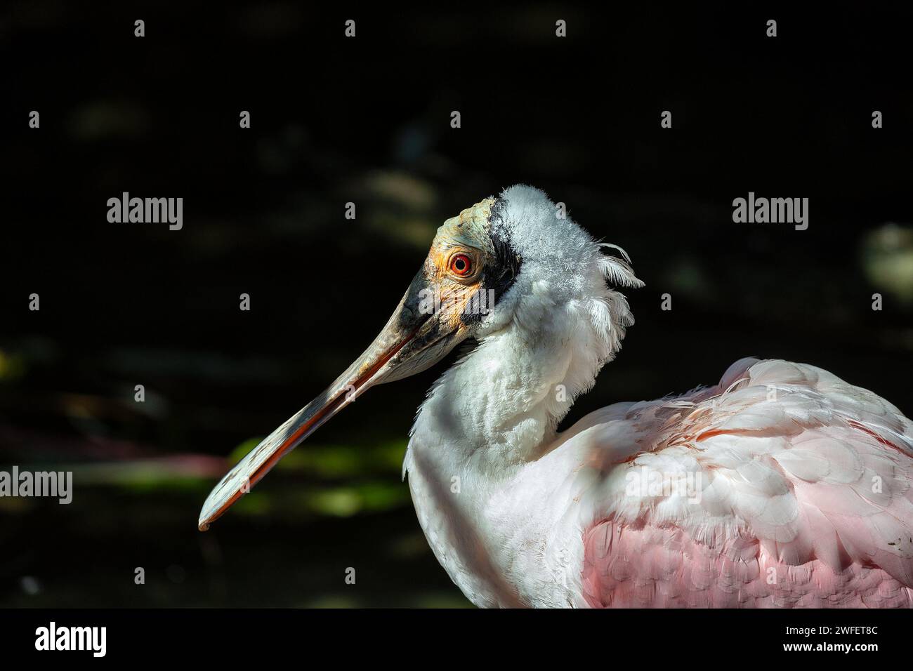 Elegant Roseate Spoonbill, Platalea ajaja, gracing the wetlands of the ...