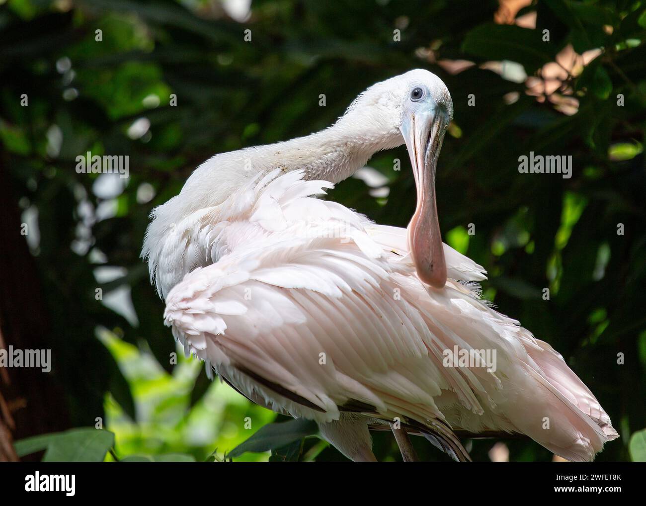 Elegant Roseate Spoonbill, Platalea ajaja, gracing the wetlands of the ...