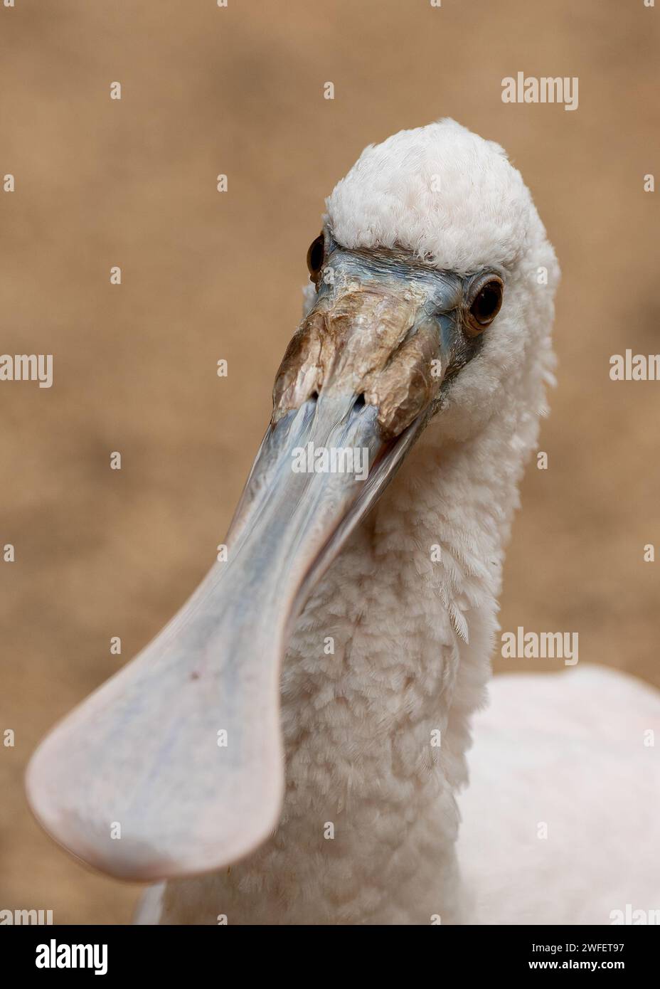 Elegant Roseate Spoonbill, Platalea ajaja, gracing the wetlands of the ...