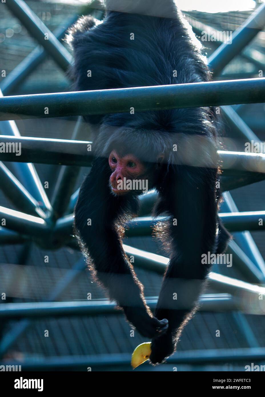 The red faced spider monkey or black spider monkey ateles paniscus hi ...