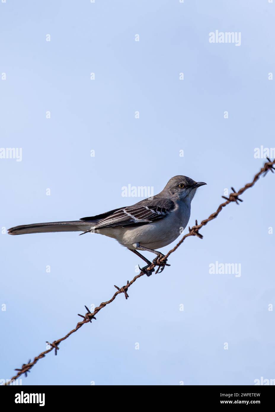 Versatile Northern Mockingbird, Mimus polyglottos, captivating North ...