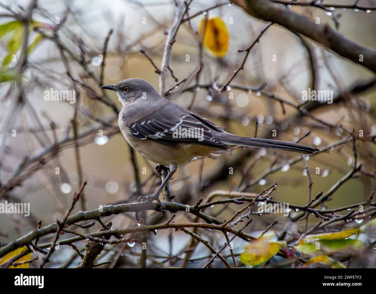 Versatile Northern Mockingbird, Mimus polyglottos, captivating North ...